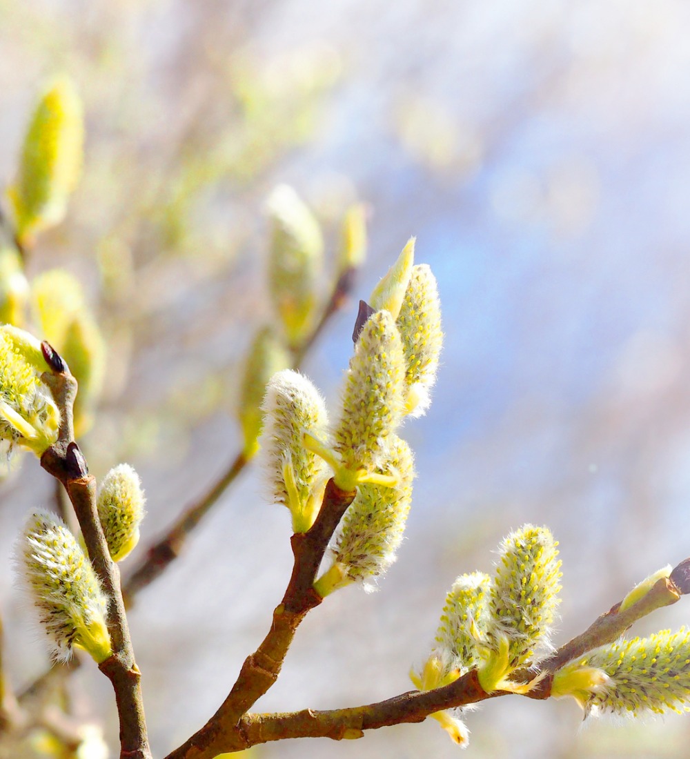 Allt du velat veta om pollen och pollenallergi | Apohem